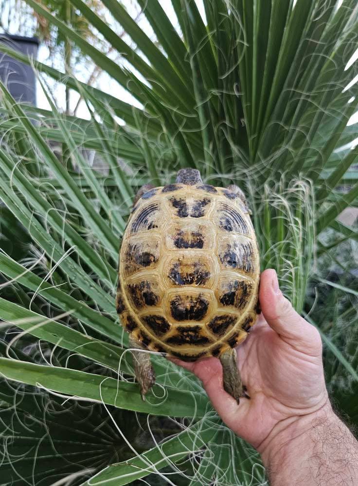 Adult Russian Tortoise – Tortoise & Turtle Farm